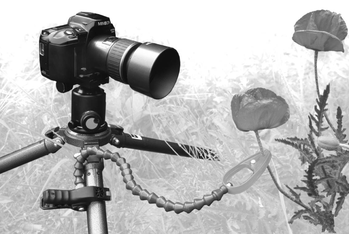 Wimberley Professional Photo Gear - The Original Plamp